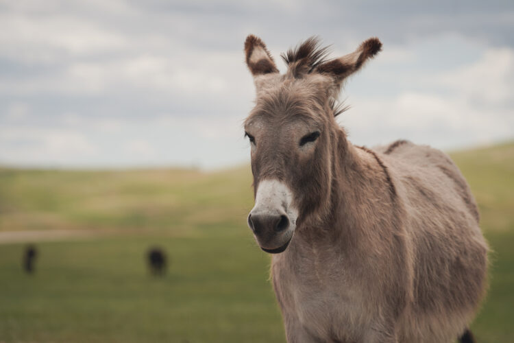 Donkeys as Livestock Guardians: Pros and Cons – Mother Earth News